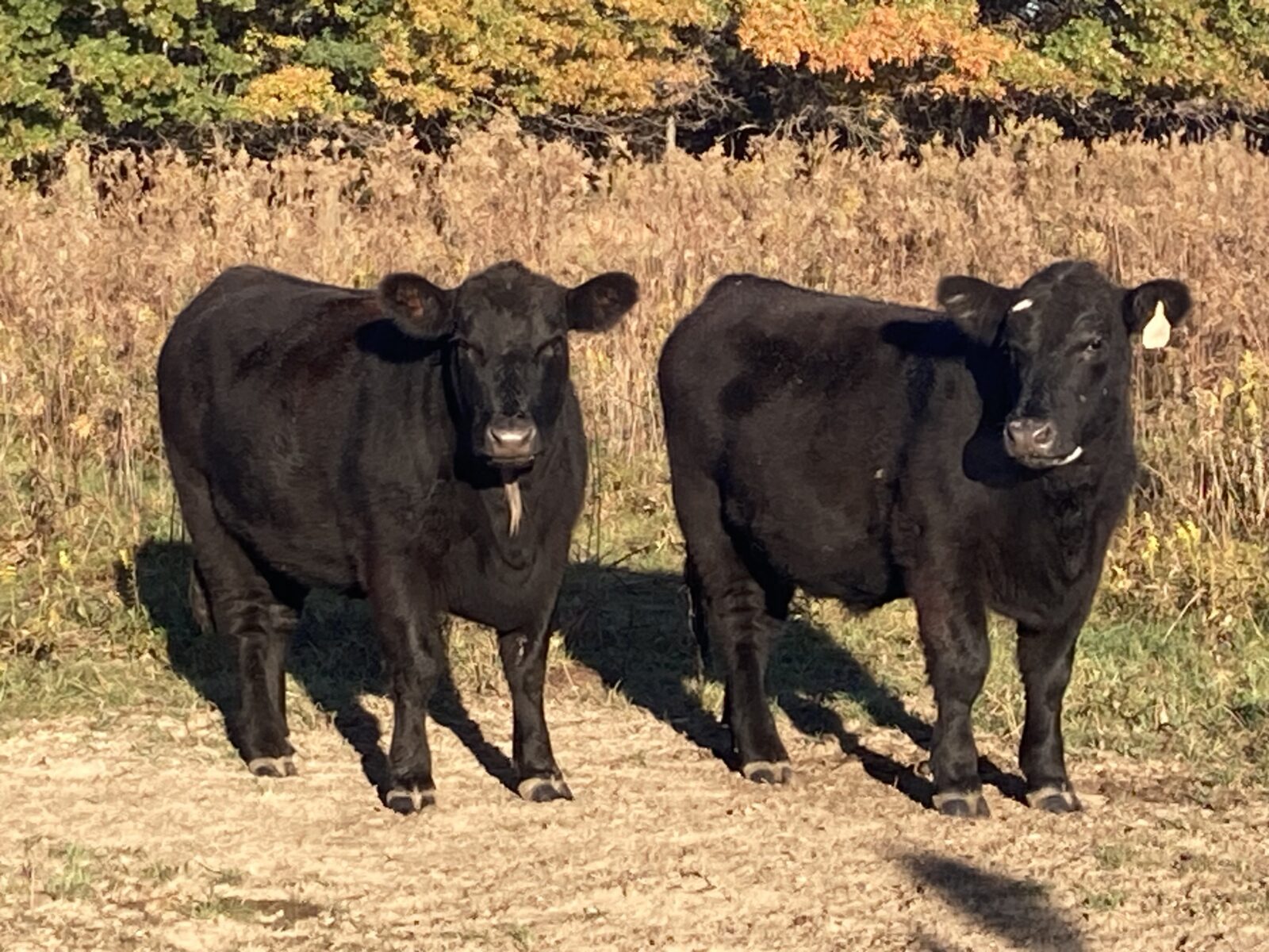 Bane Family Meats | Good Meat Project