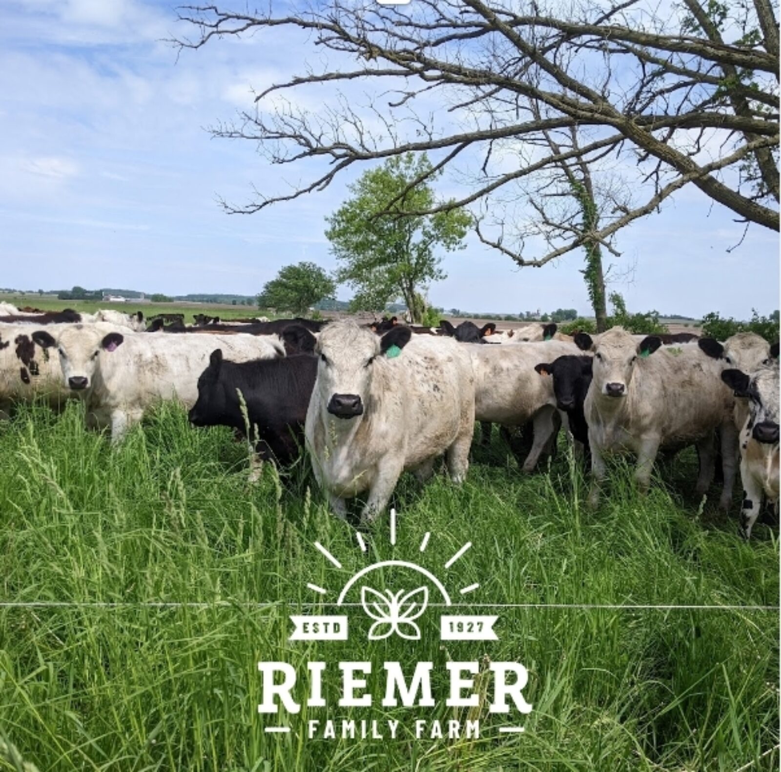 Riemer Family Farm | Good Meat Project