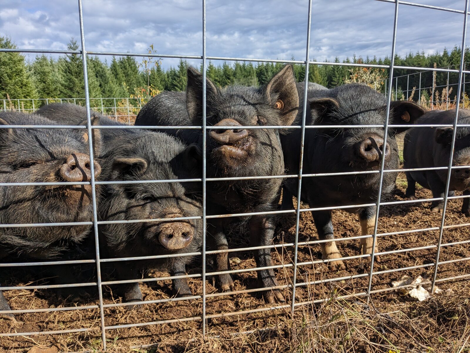 Scrumpy Forest Farm | Good Meat Project